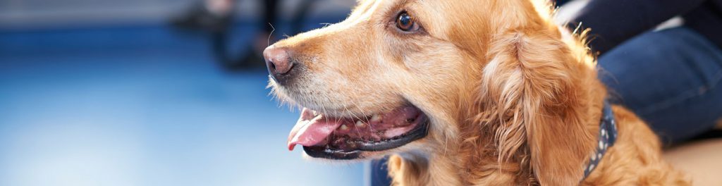 Passionate about animal care in Exeter | Exonia Veterinary Emergency ...