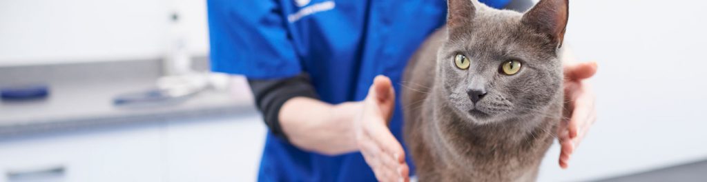 Passionate about animal care in Exeter | Exonia Veterinary Emergency ...